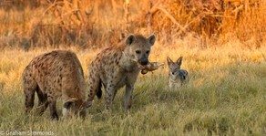 Mombo Camp - August 2013 - The Africa Adventure Company