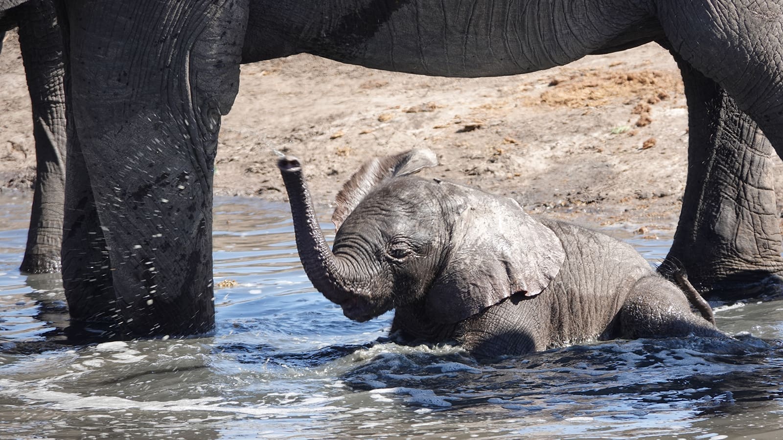 Stay Longer, Stay Remoter: Hwange Safari - Africa Adventure Co. Blog