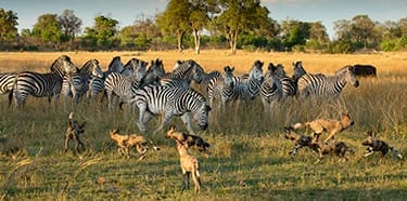 12 Day | Best of Namibia and Botswana Group Safari - The Africa ...