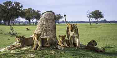 12 Day | Botswana and Zimbabwe Classic Safari - The Africa Adventure ...