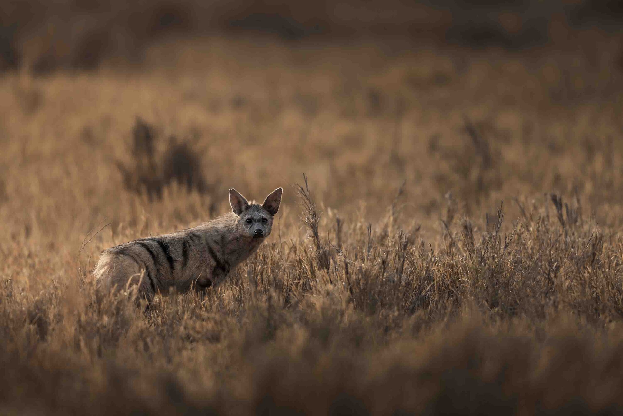 A land of giants; the home of Wilderness Mokete. - The Africa Adventure ...
