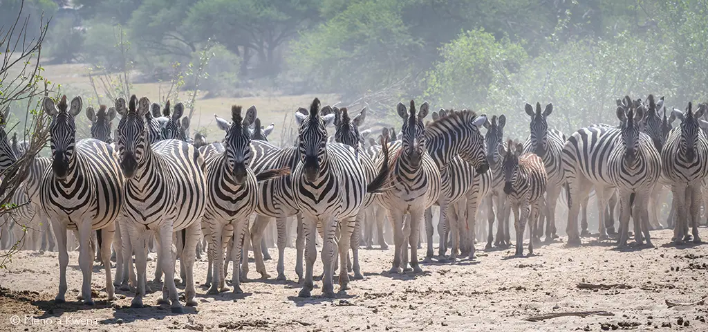 Book one of Africa's 10 great wildlife migration safaris - The Africa ...